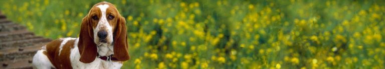 What is the Canine Good Neighbour Test? | NYOC Dog Training