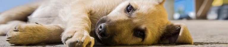 What is the Canine Good Neighbour Test? | NYOC Dog Training